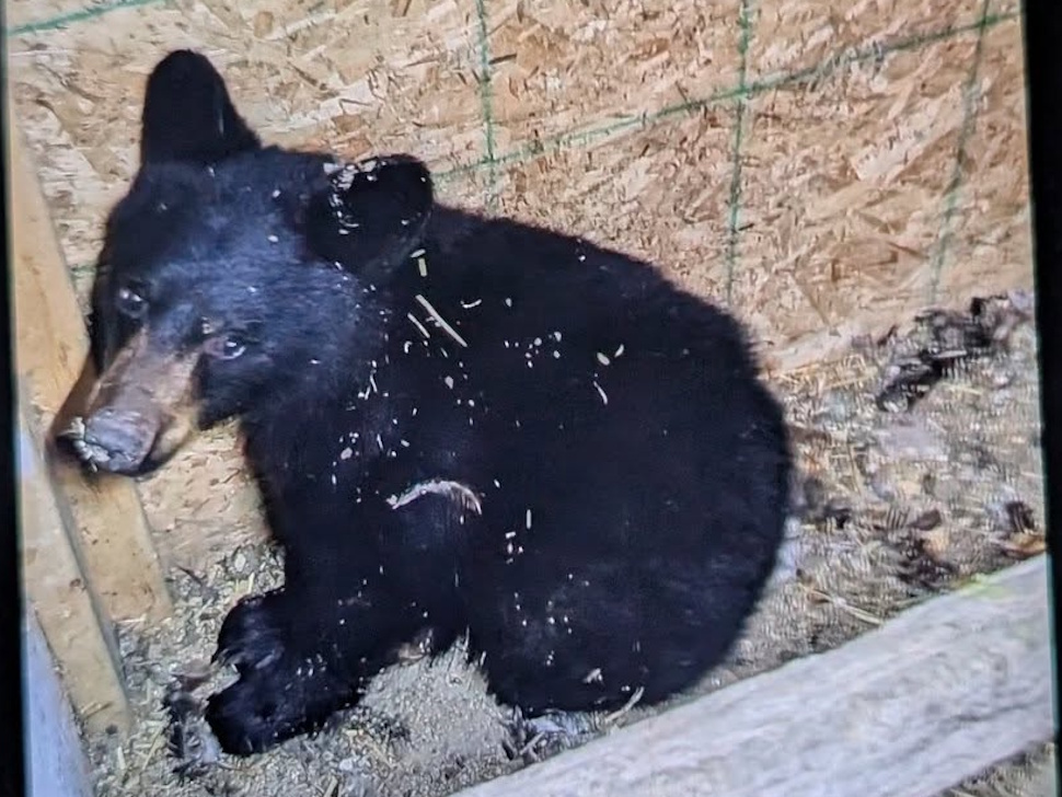 Bear cub moves into chicken coop in Richer - SteinbachOnline.com - Local news, Weather, Sports ...
